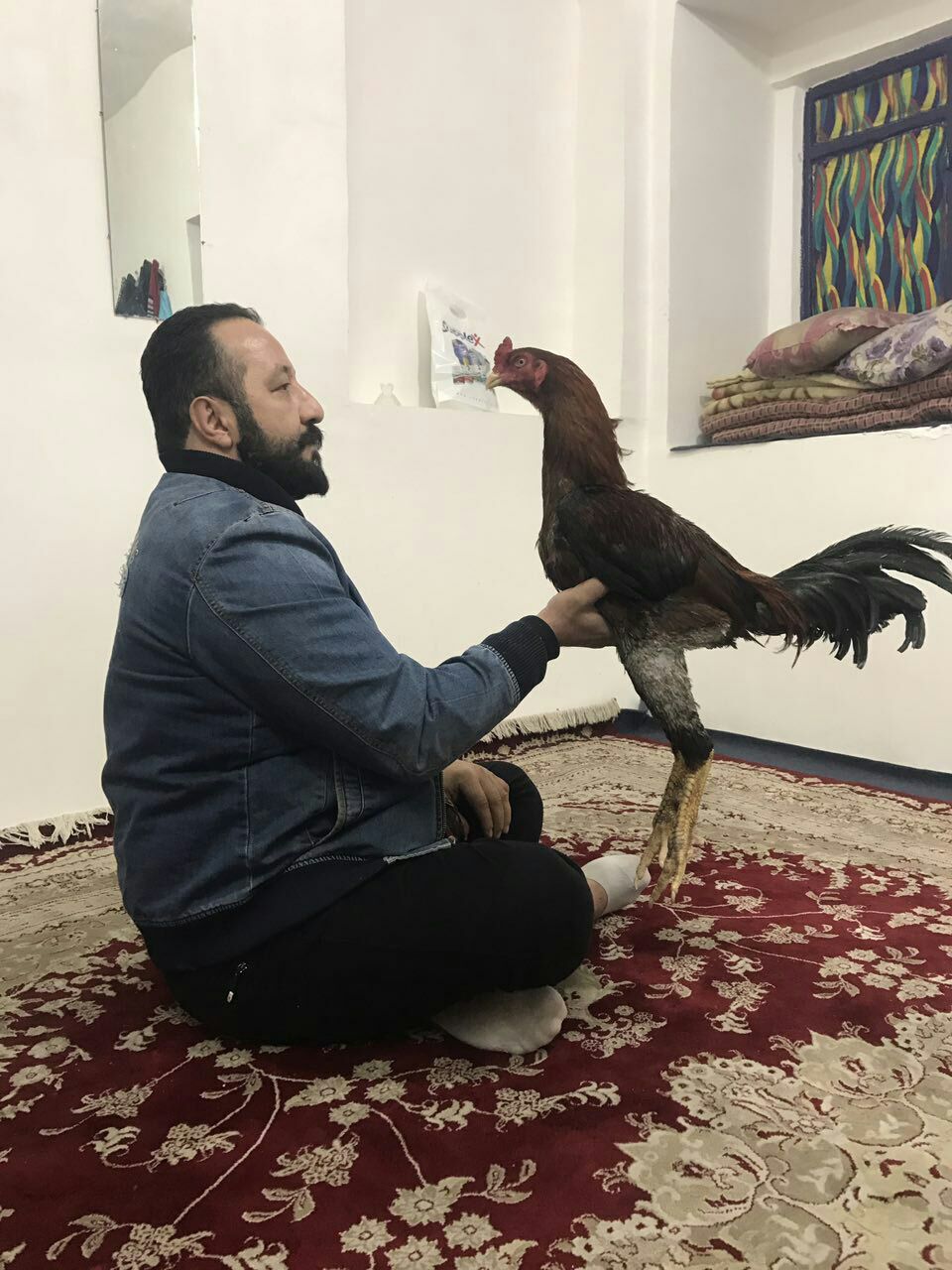 خروس لاری اصیل از بهترین نسل ترک و افغان